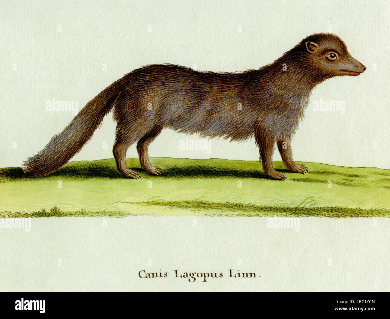 Binomial vulpes vulpes hi-res stock photography and images - Alamy