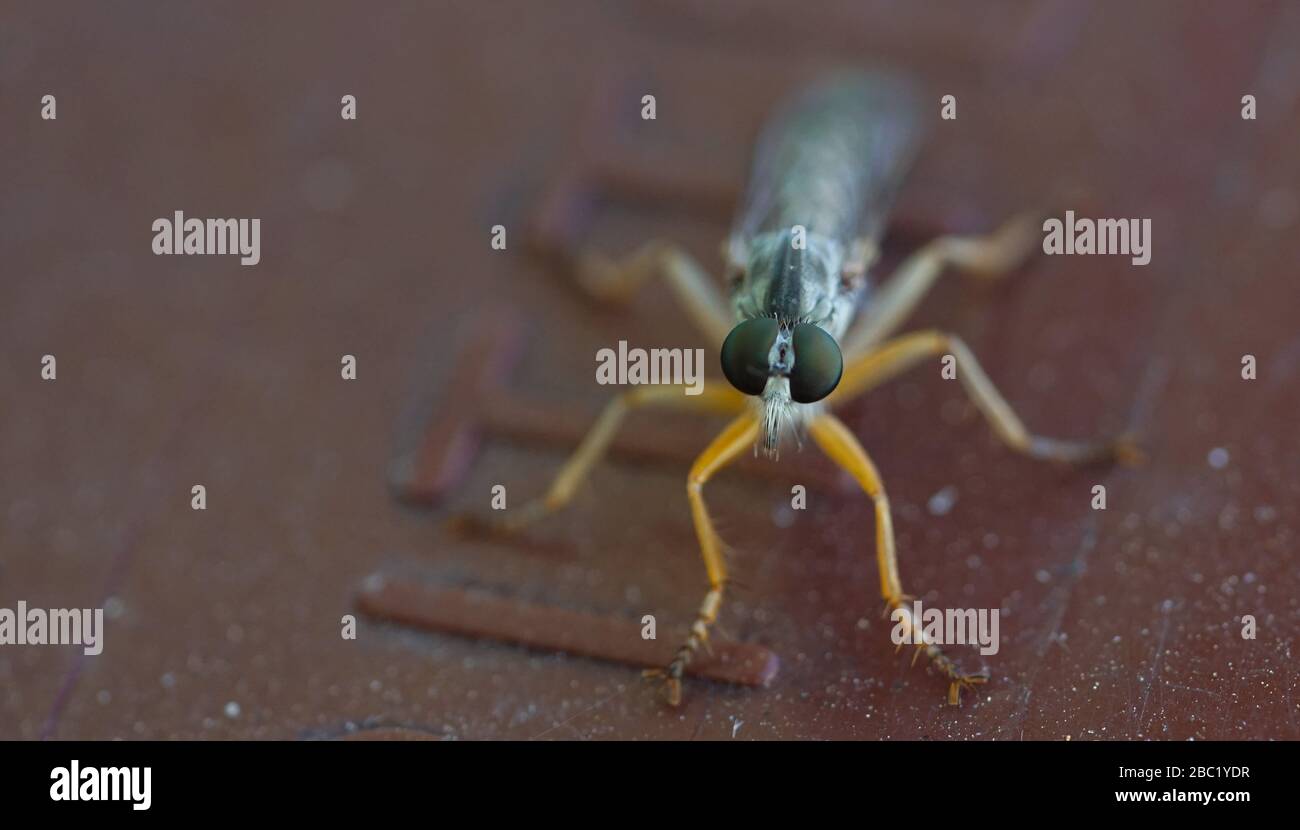 Fly body hi-res stock photography and images - Alamy