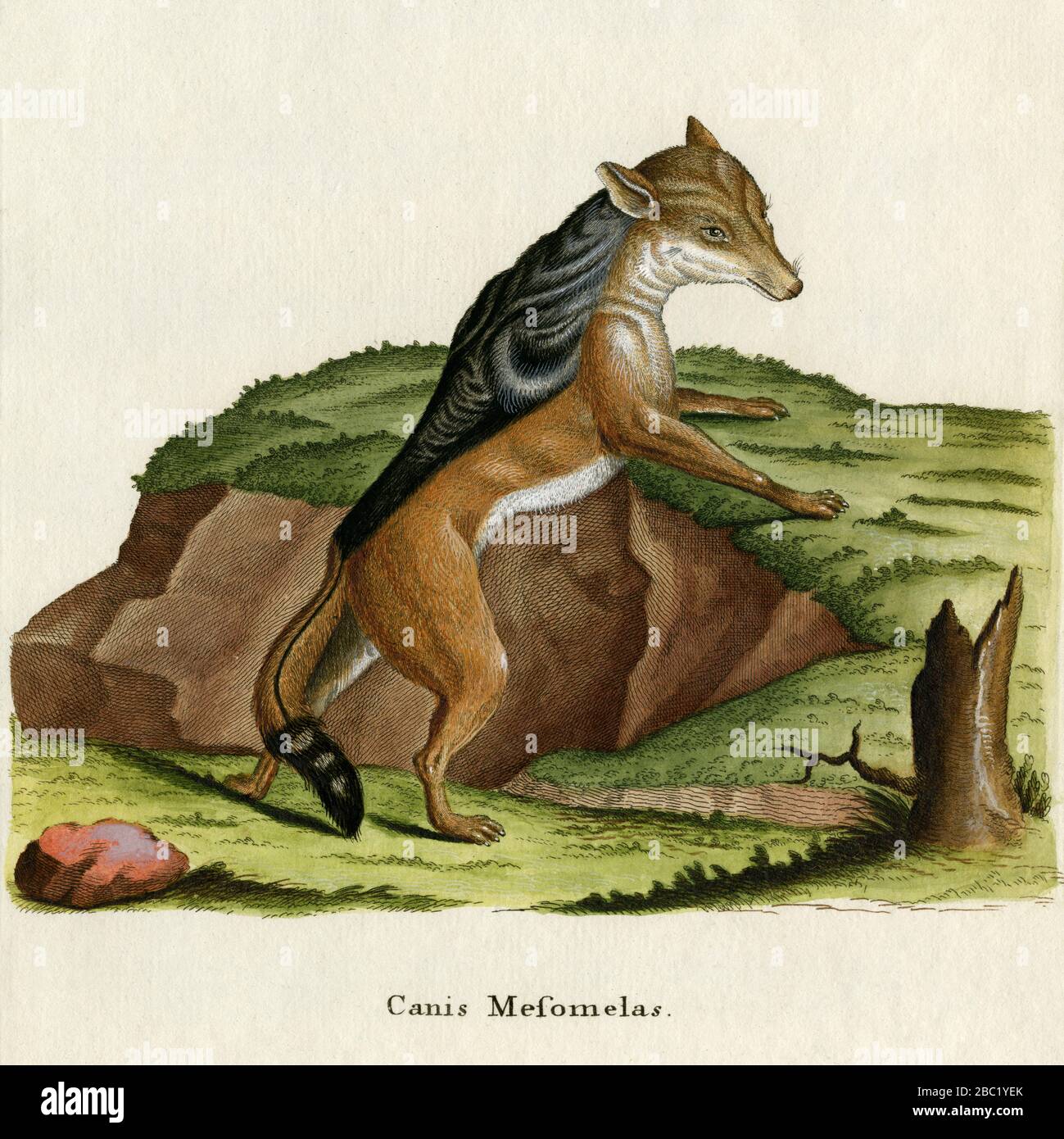 Black-backed or Silver-backed jackal (Canis mesomelas). Engraving ...