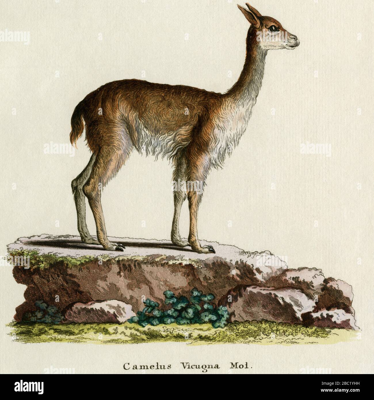 Vicuna (Vicugna vicugna), member of the camel family (Camelidae ...