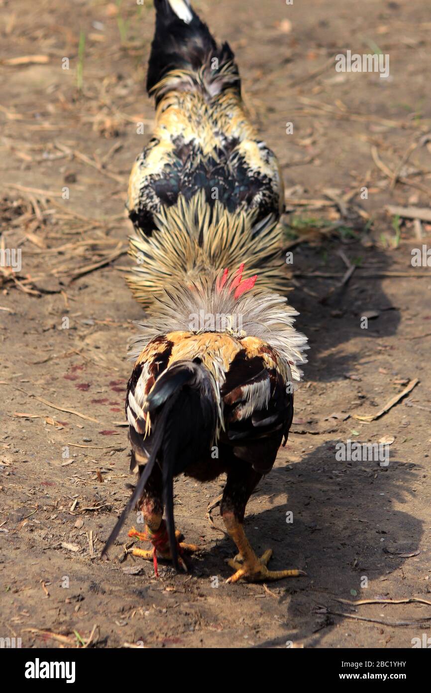 Chicken flapping wings hi-res stock photography and images - Alamy