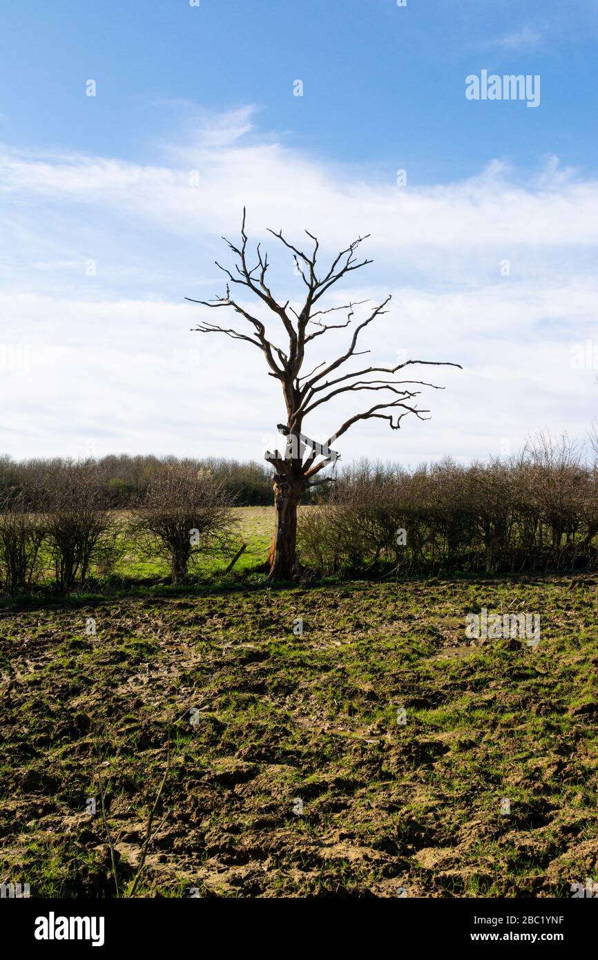 Dividing plants spring uk hi-res stock photography and images - Alamy