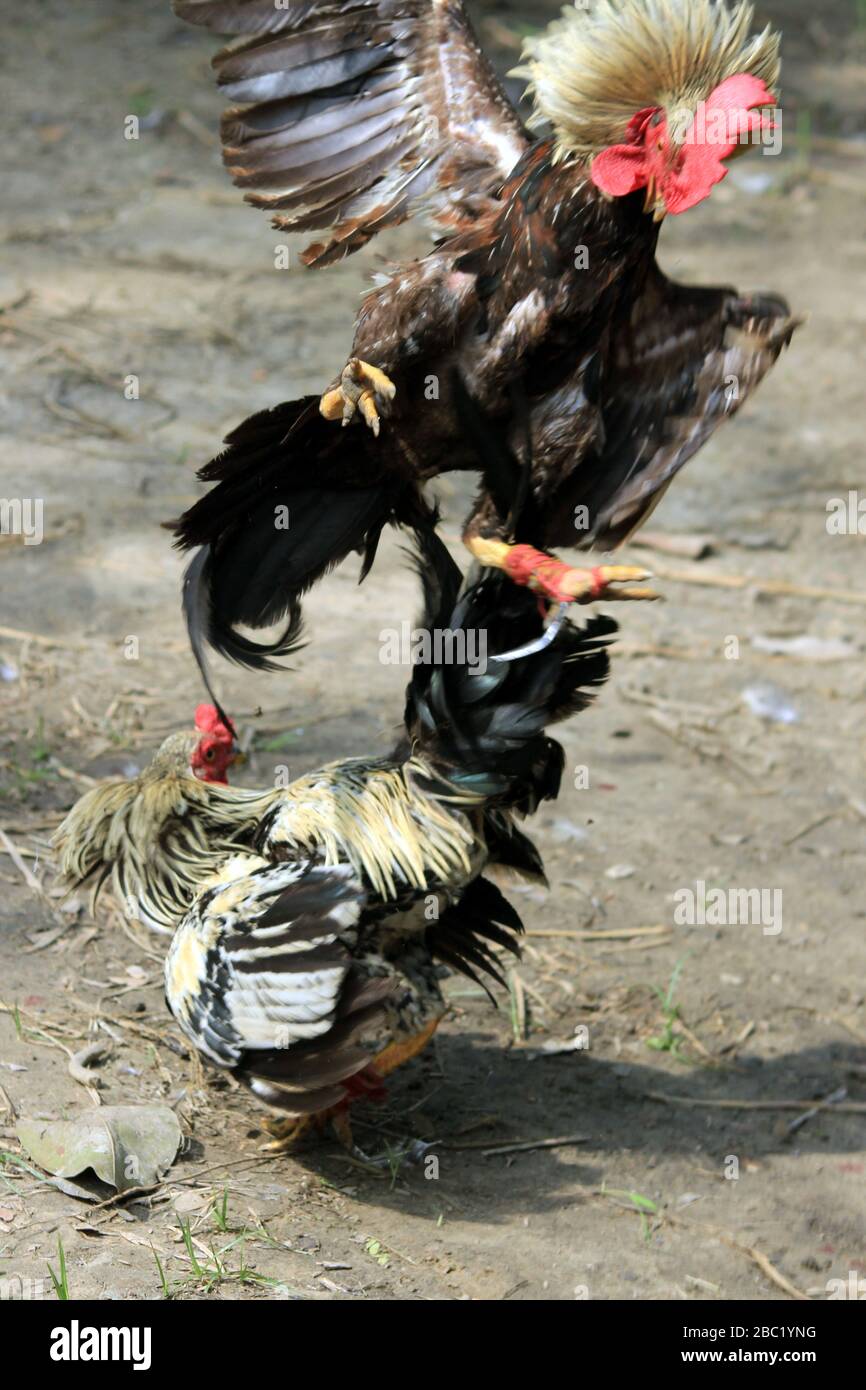 Rooster flapping wings hi-res stock photography and images - Alamy