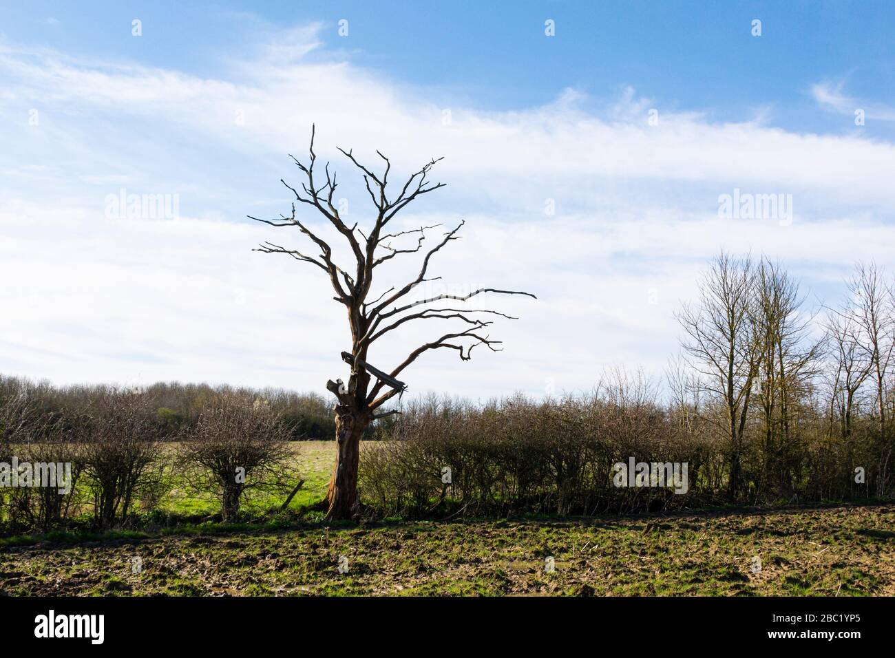 Dividing plants spring uk hi-res stock photography and images - Alamy