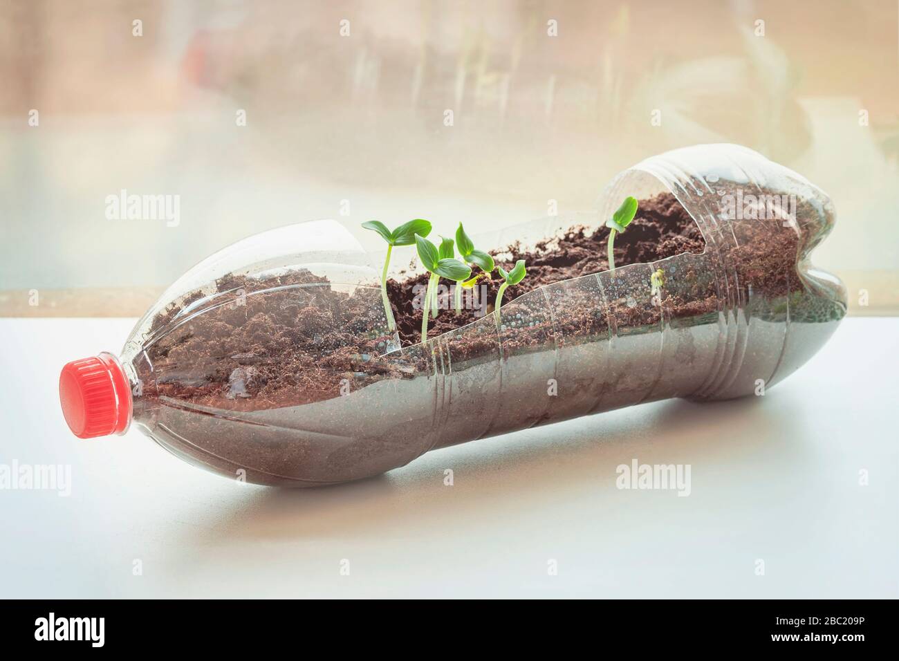Seedlings in recycled plastic bottle, soil with organic compost ...