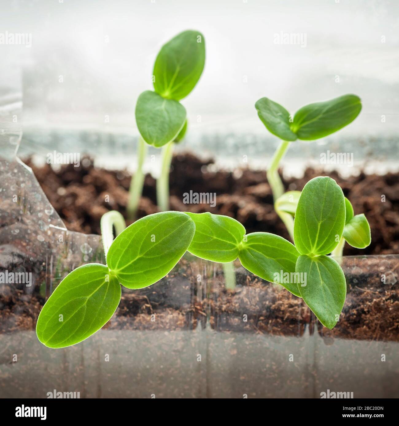 Seedling are growing out from soil with organic compost fertilizer ...