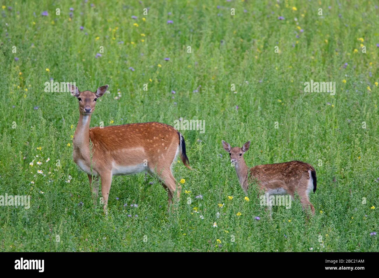 Fallow deer (Dama dama) female / doe with fawn / young foraging in ...