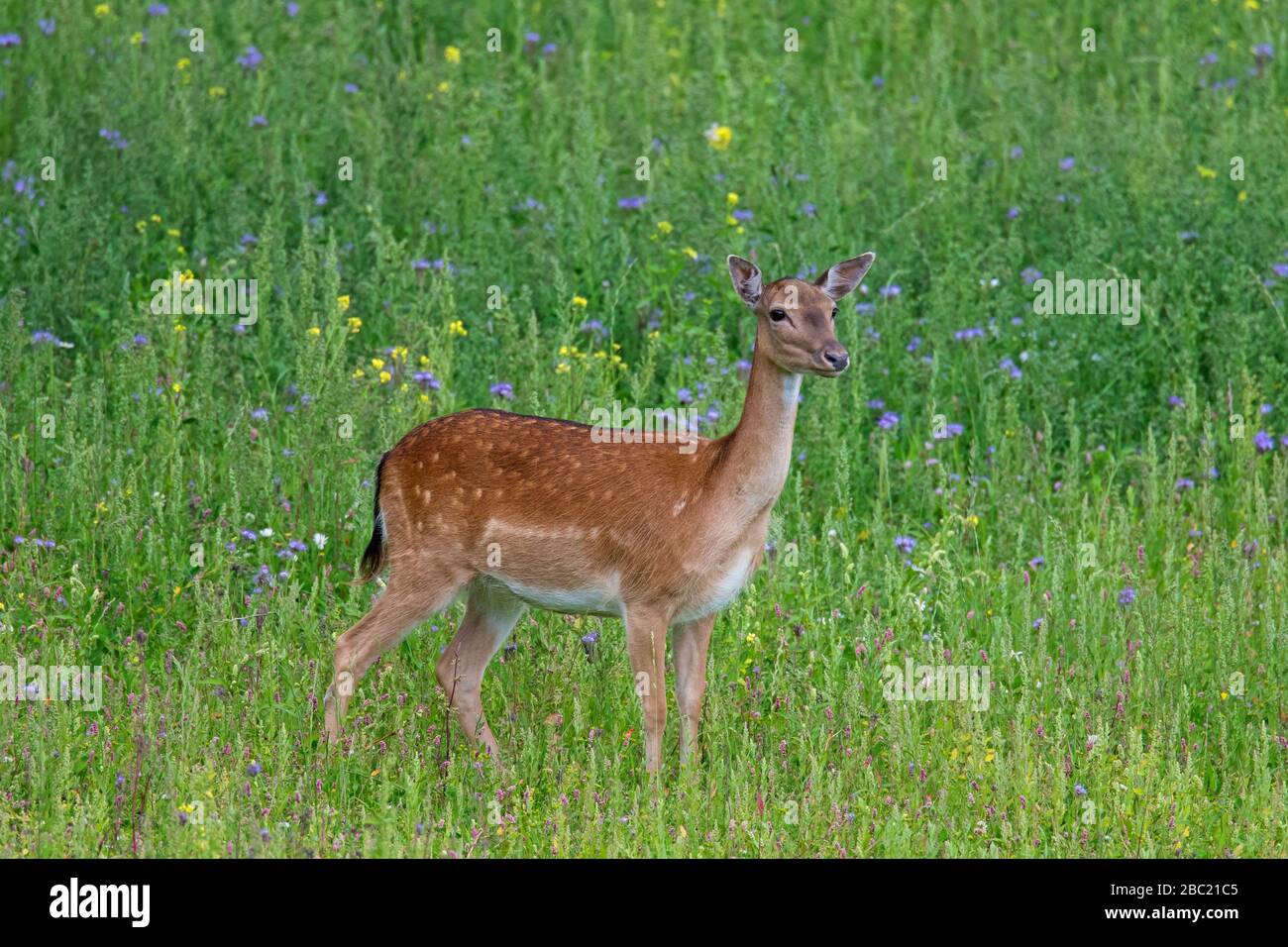 Female european fallow deer hi-res stock photography and images - Alamy