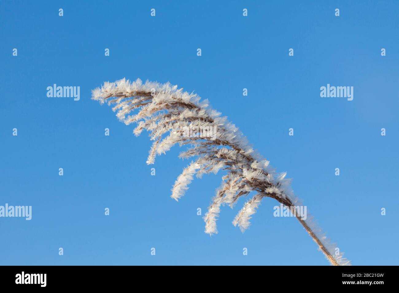 Grasses covered with hoarfrost hi-res stock photography and images - Alamy