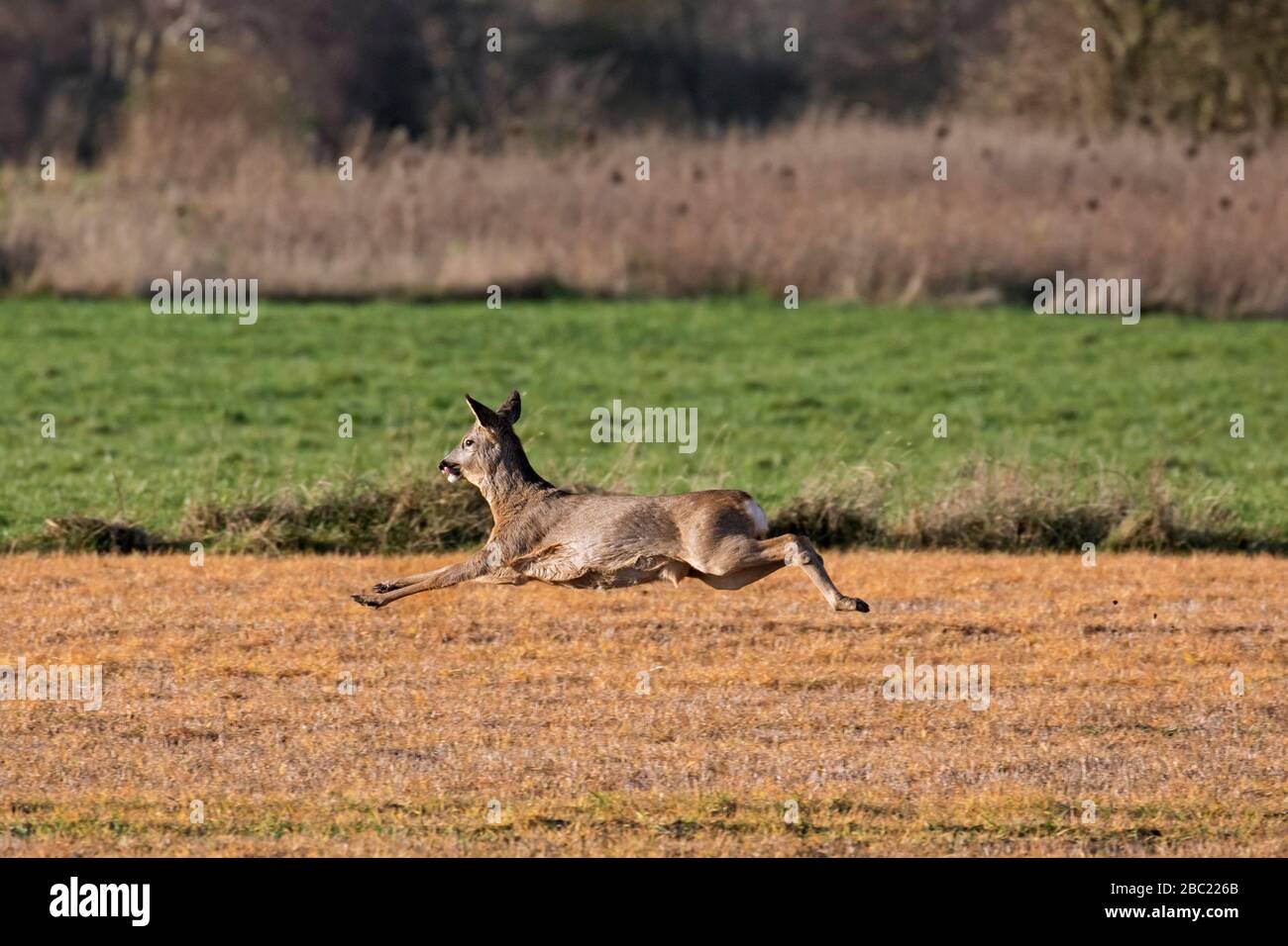 Fleeing European roe deer (Capreolus capreolus) female / doe running ...