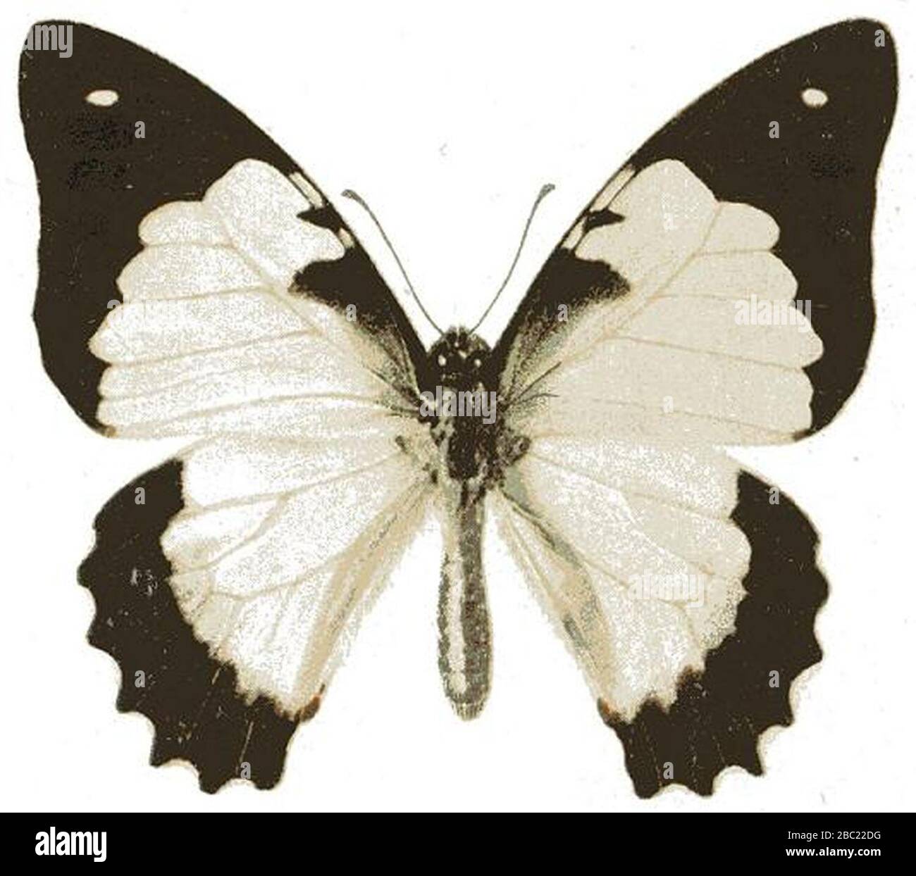 Graphium Cut Out Stock Images & Pictures - Alamy