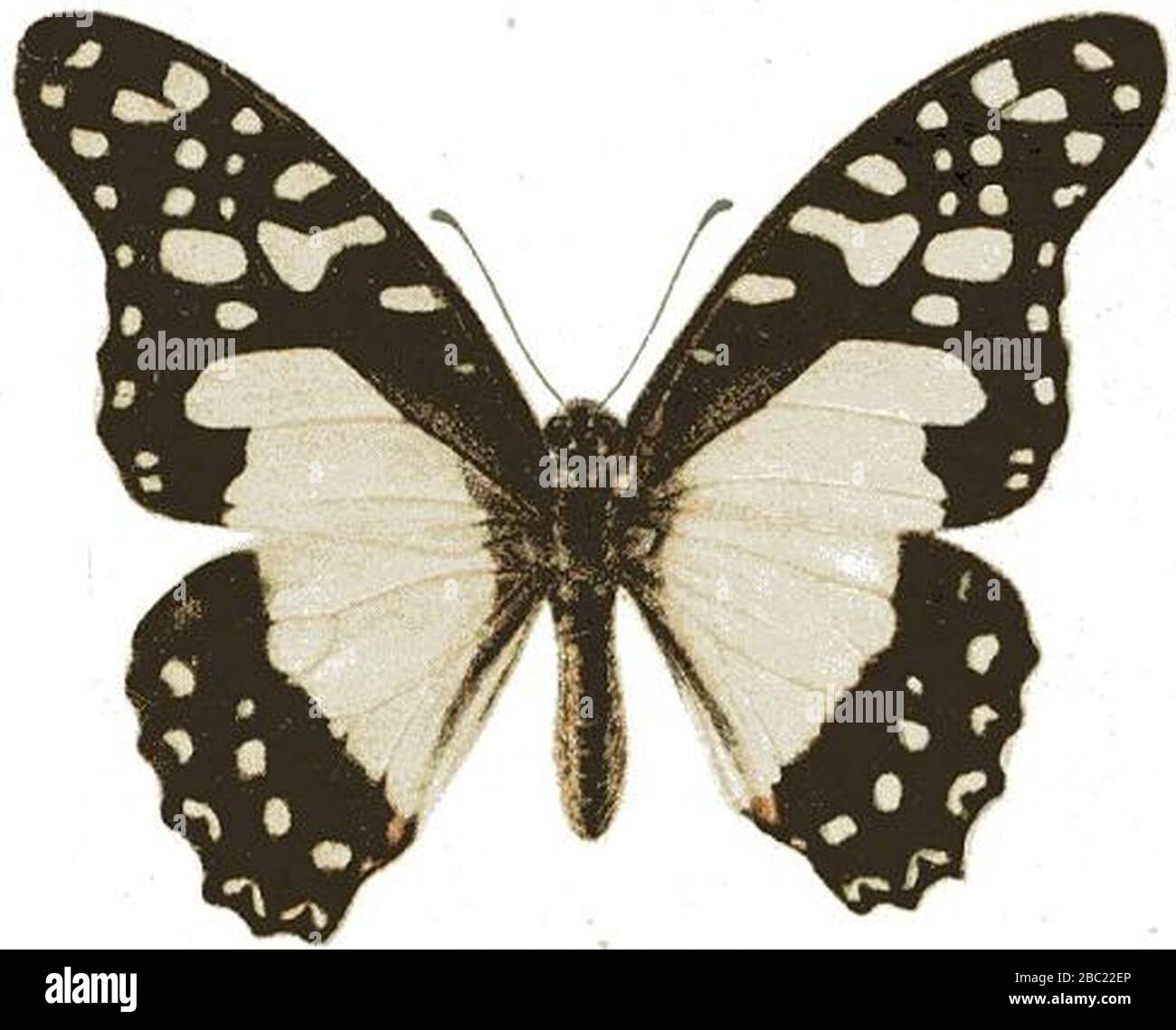 Angolanus hi-res stock photography and images - Alamy