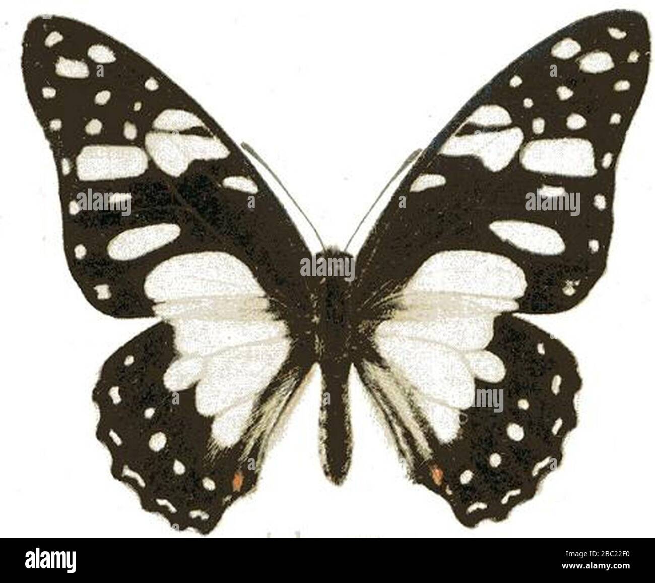 Graphium Cut Out Stock Images & Pictures - Alamy