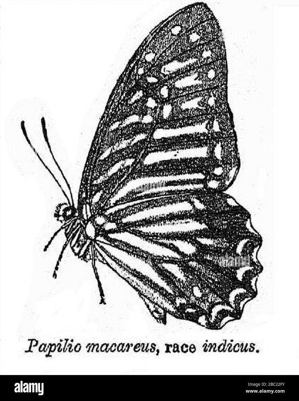 Graphium macareus indicus Stock Photo - Alamy