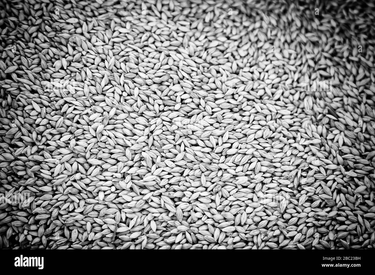 Dry wheat grain, harvested grain detail, lots of grains of wheat, raw ...