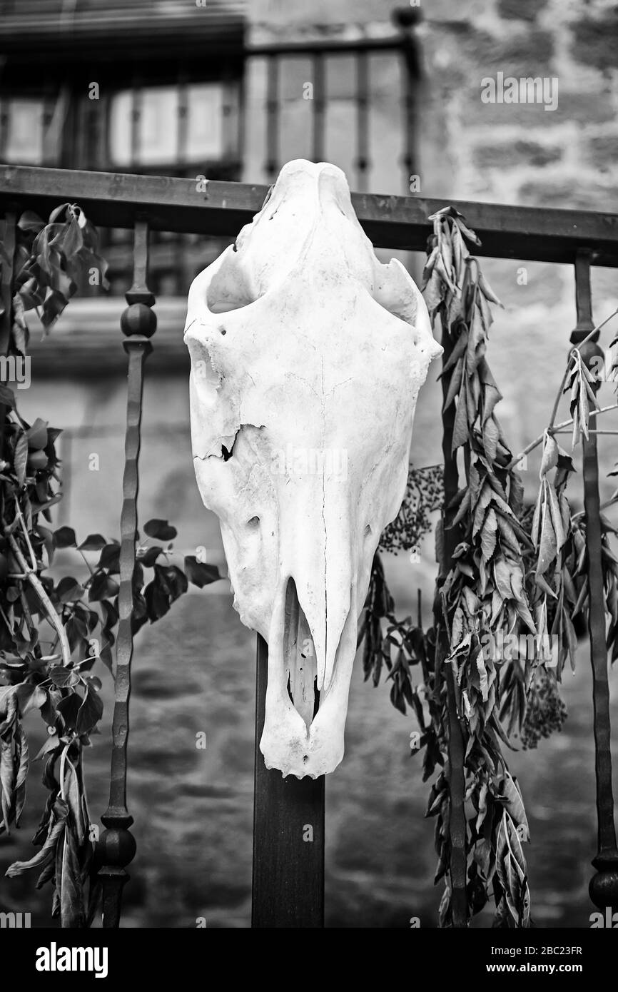 Bovine anatomy Black and White Stock Photos & Images - Alamy