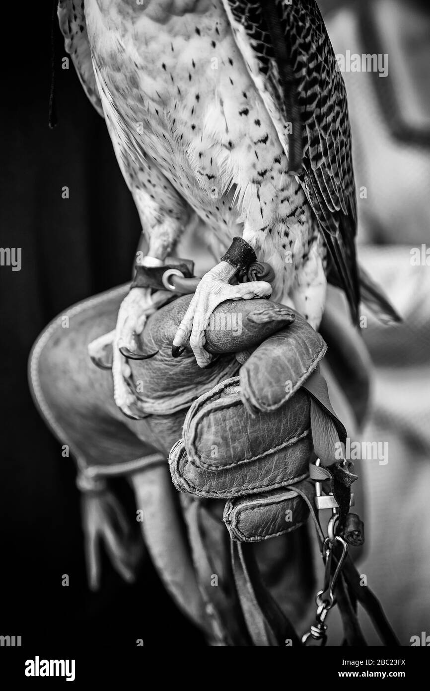 Falcon falconry, detail of a trained raptor aver, animal dangerous ...