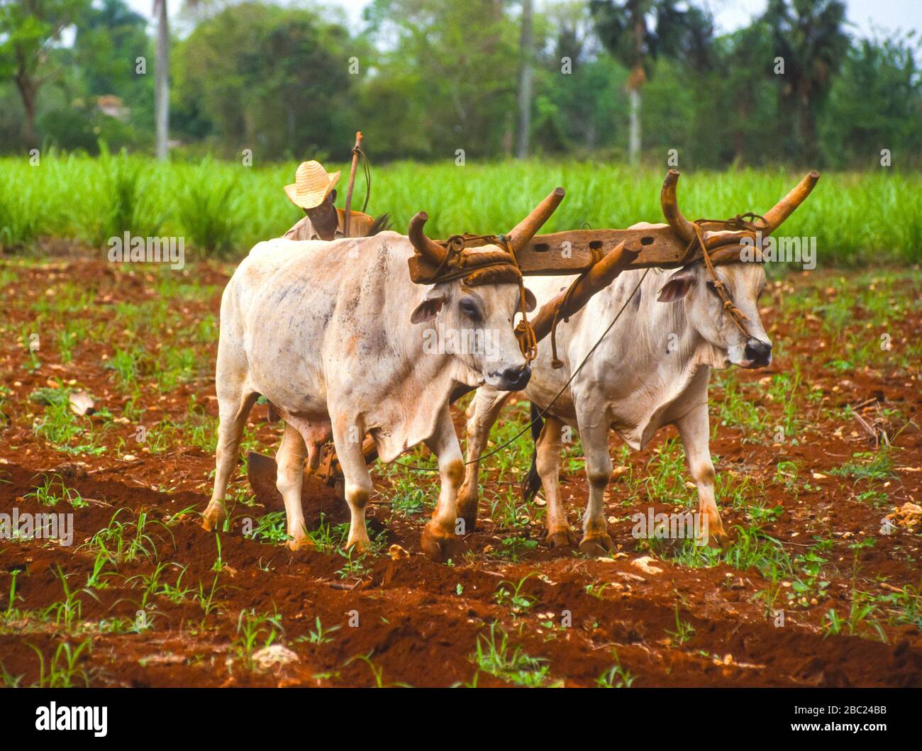 Farmer plowing field hi-res stock photography and images - Alamy