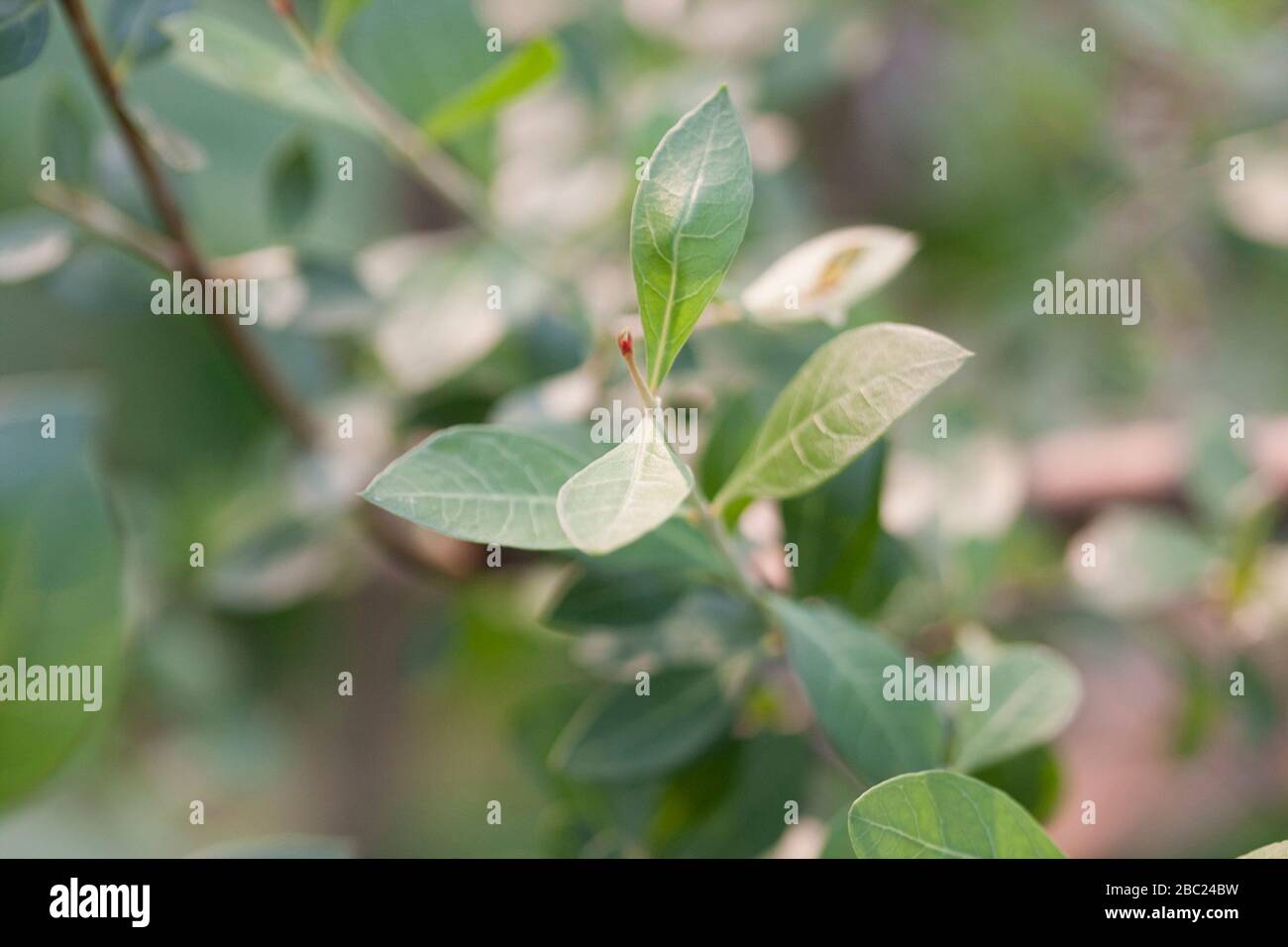 Medicinal plant of Thailand Stock Photo - Alamy