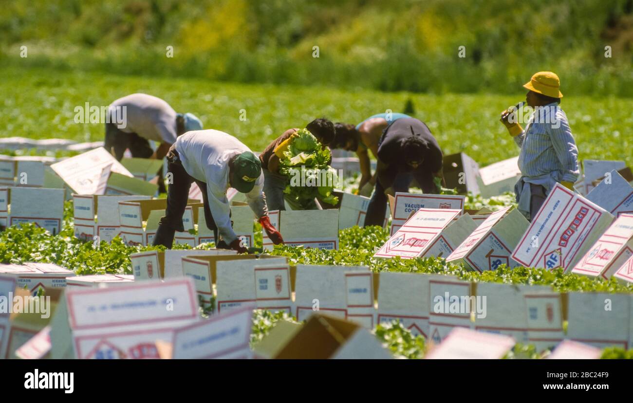 Migrant workers field usa hi-res stock photography and images - Alamy