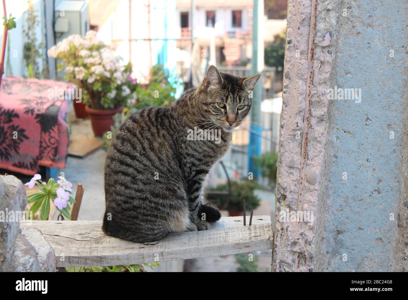 Behavioral neoteny hi-res stock photography and images - Alamy