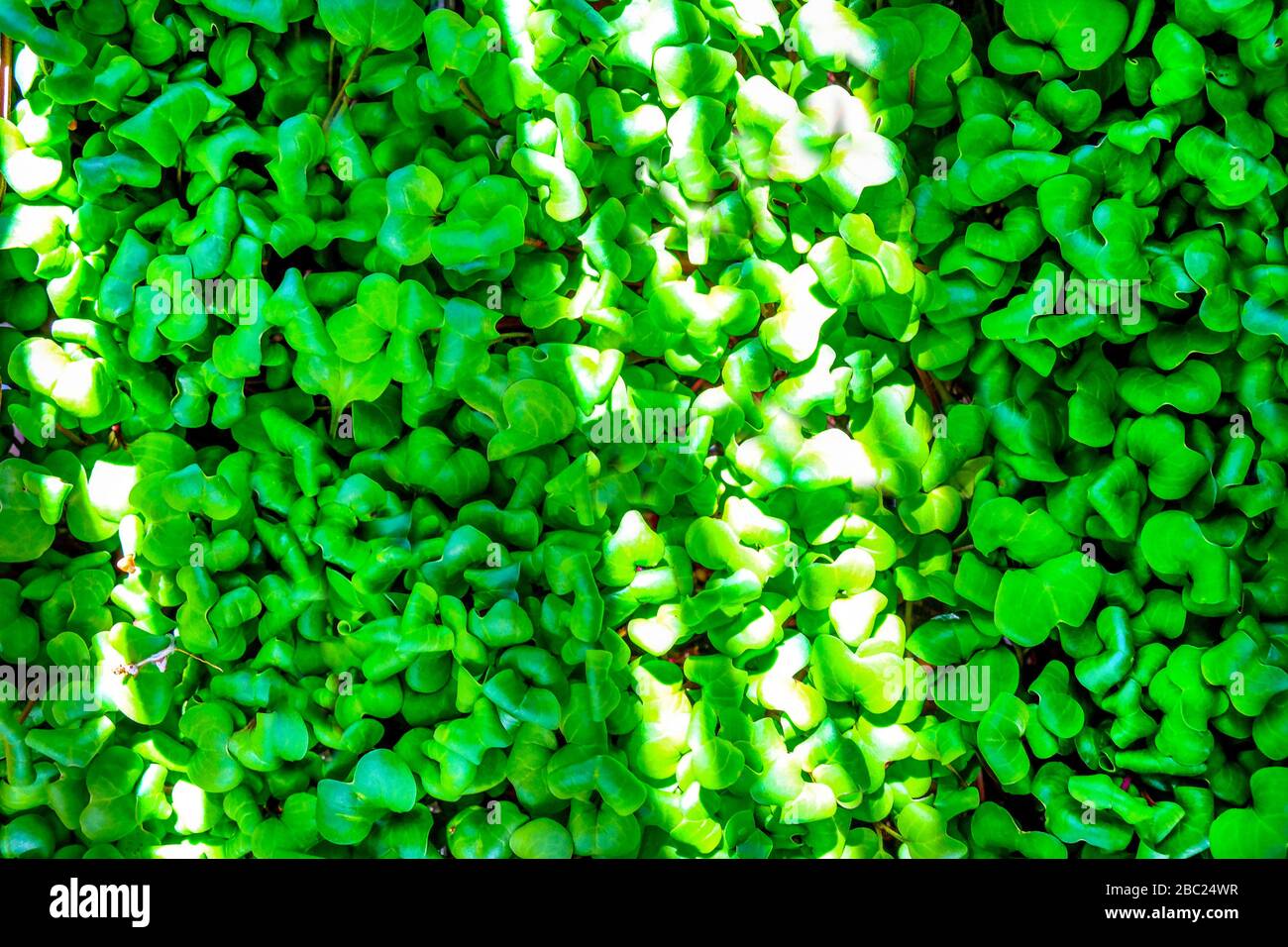 Green cress hi-res stock photography and images - Alamy