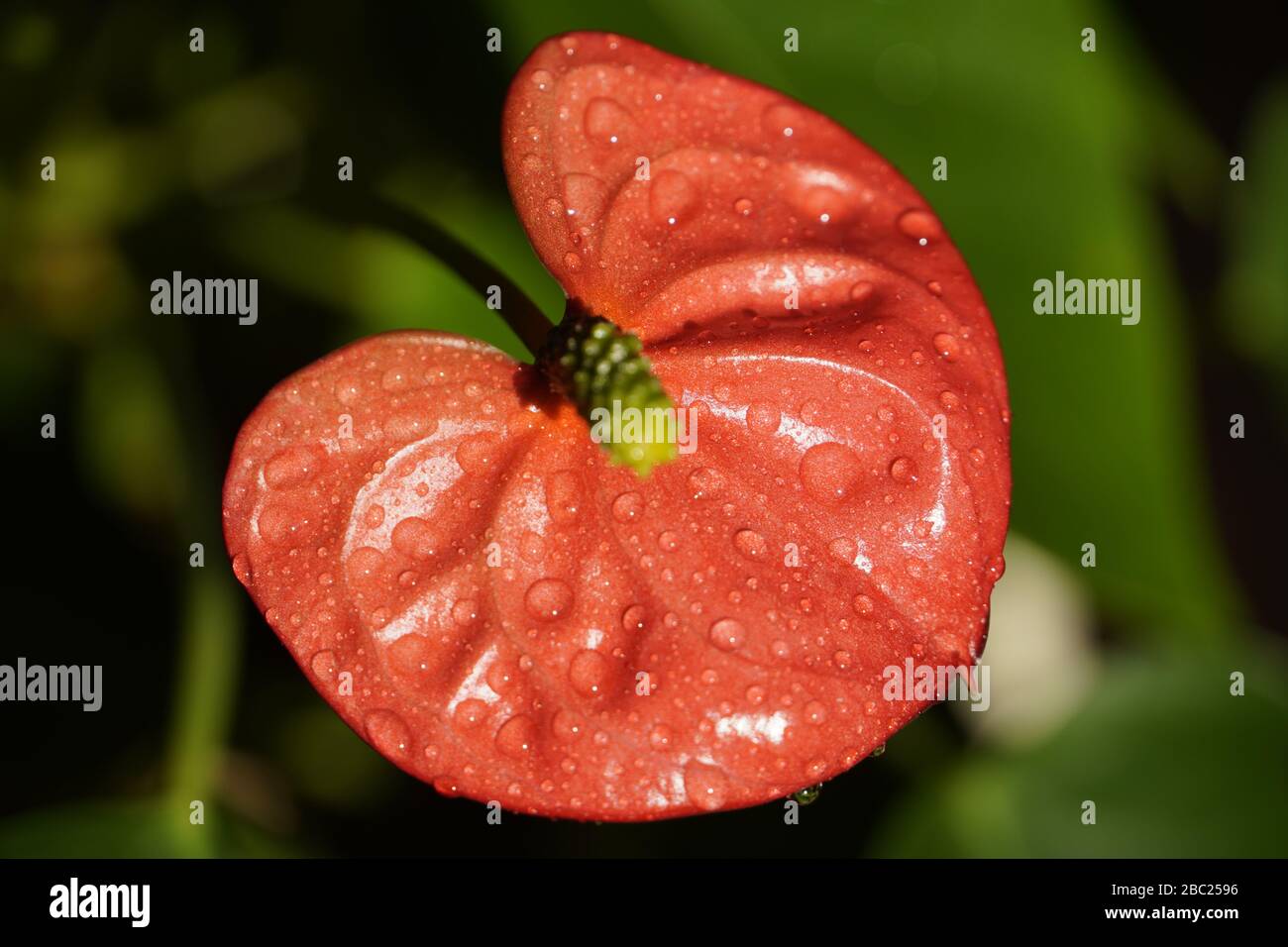 Rain drop on flowers hi-res stock photography and images - Alamy