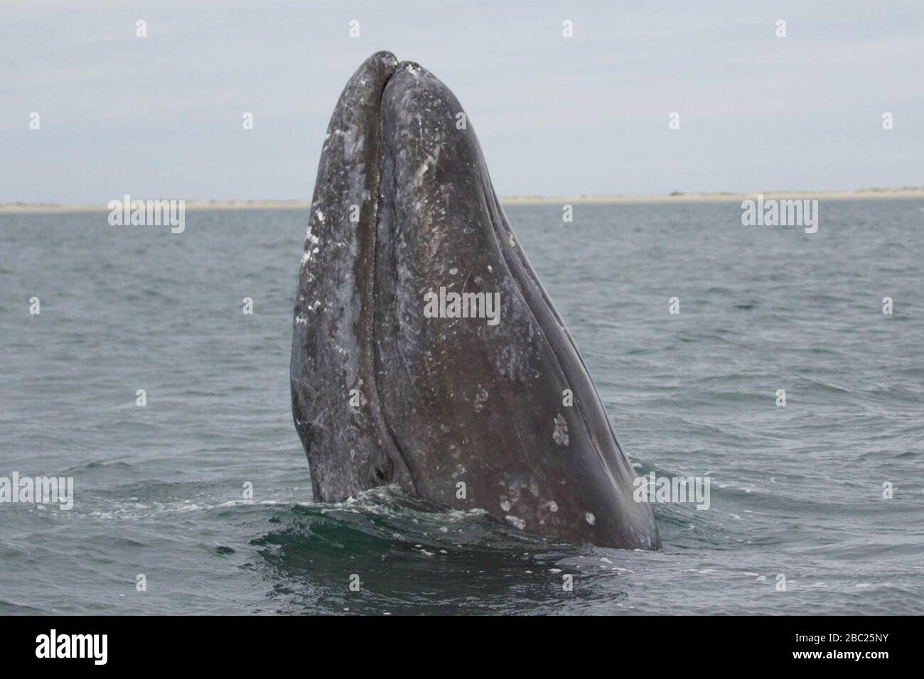 Gray whale spyhopping hi-res stock photography and images - Alamy