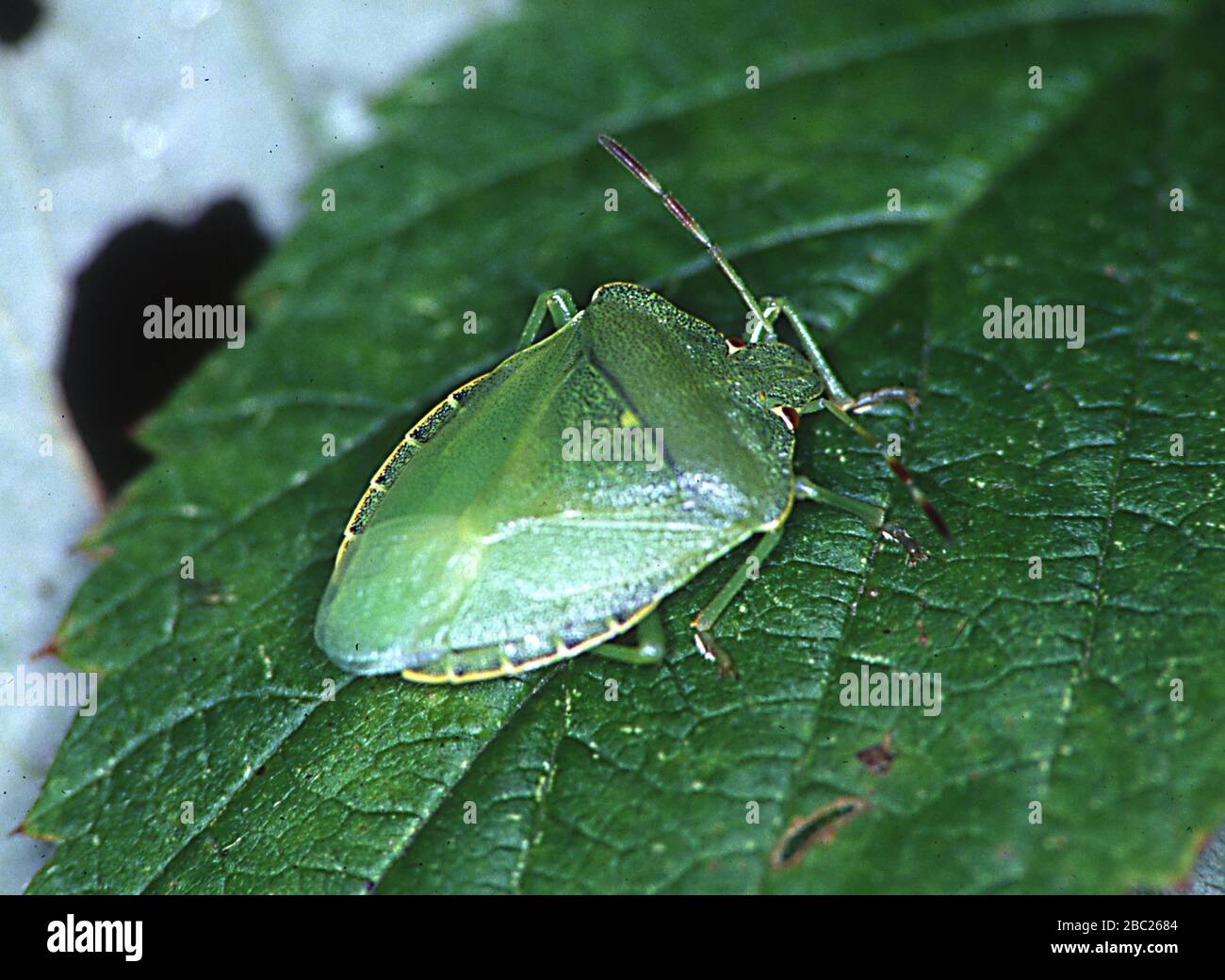 green tree bug perches on leaf Stock Photo - Alamy