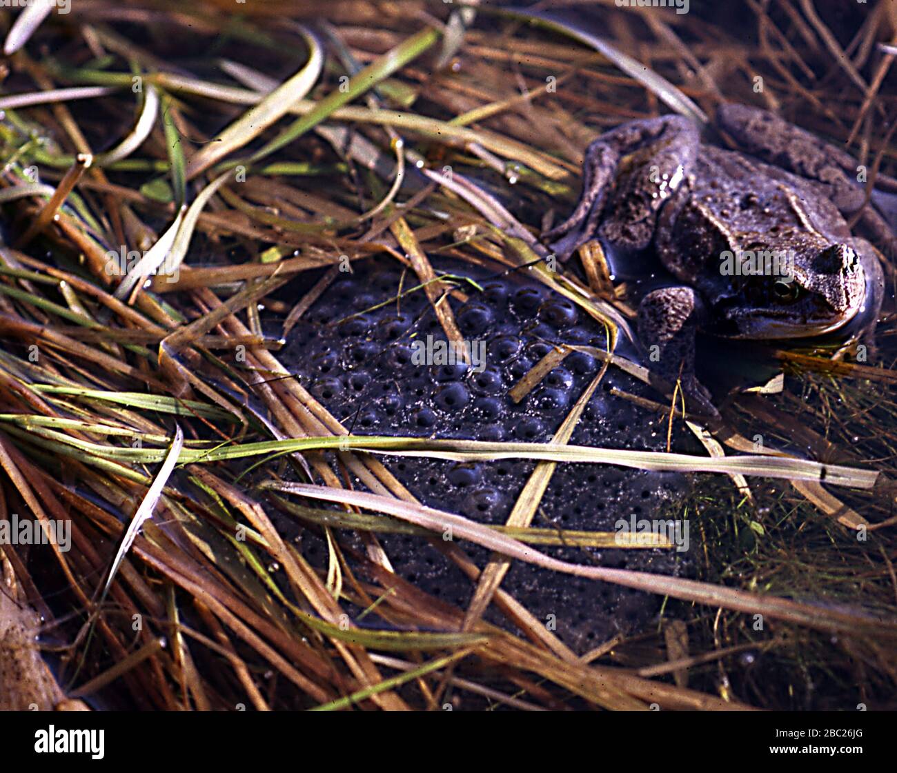 Common frog spawning in ponds Stock Photo - Alamy