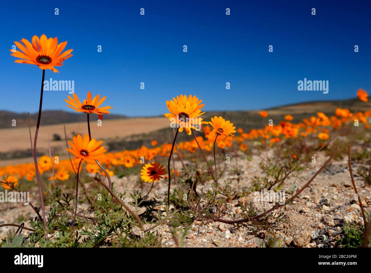 Landscapes and views of the prolific wild flower displays in the ...