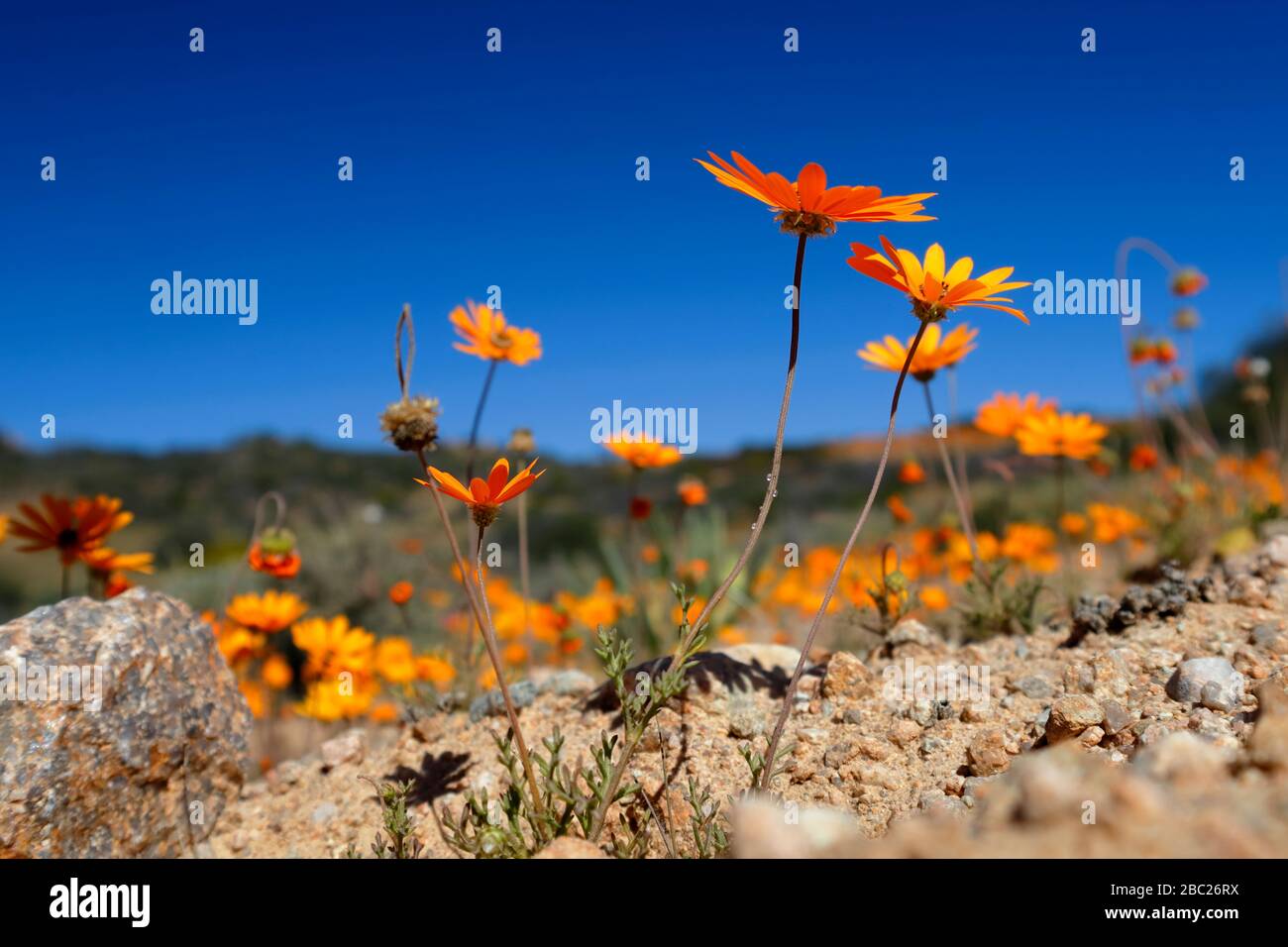 Landscapes and views of the prolific wild flower displays in the ...