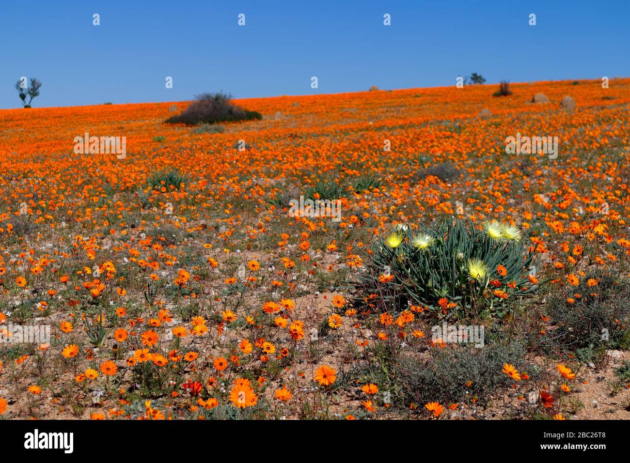 Landscapes and views of the prolific wild flower displays in the ...