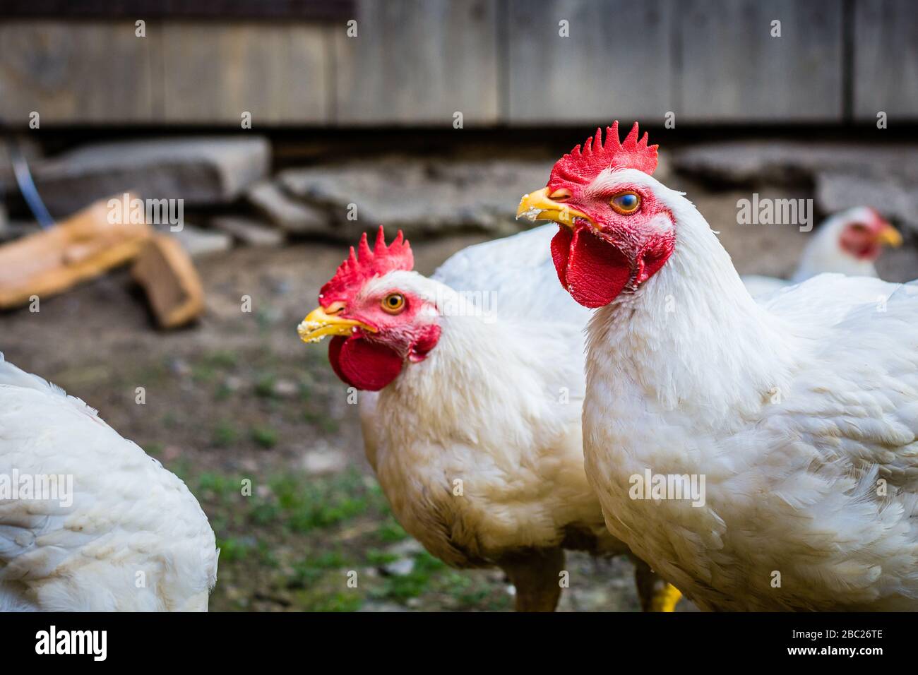 White chickens in a farm (looking curious Stock Photo - Alamy