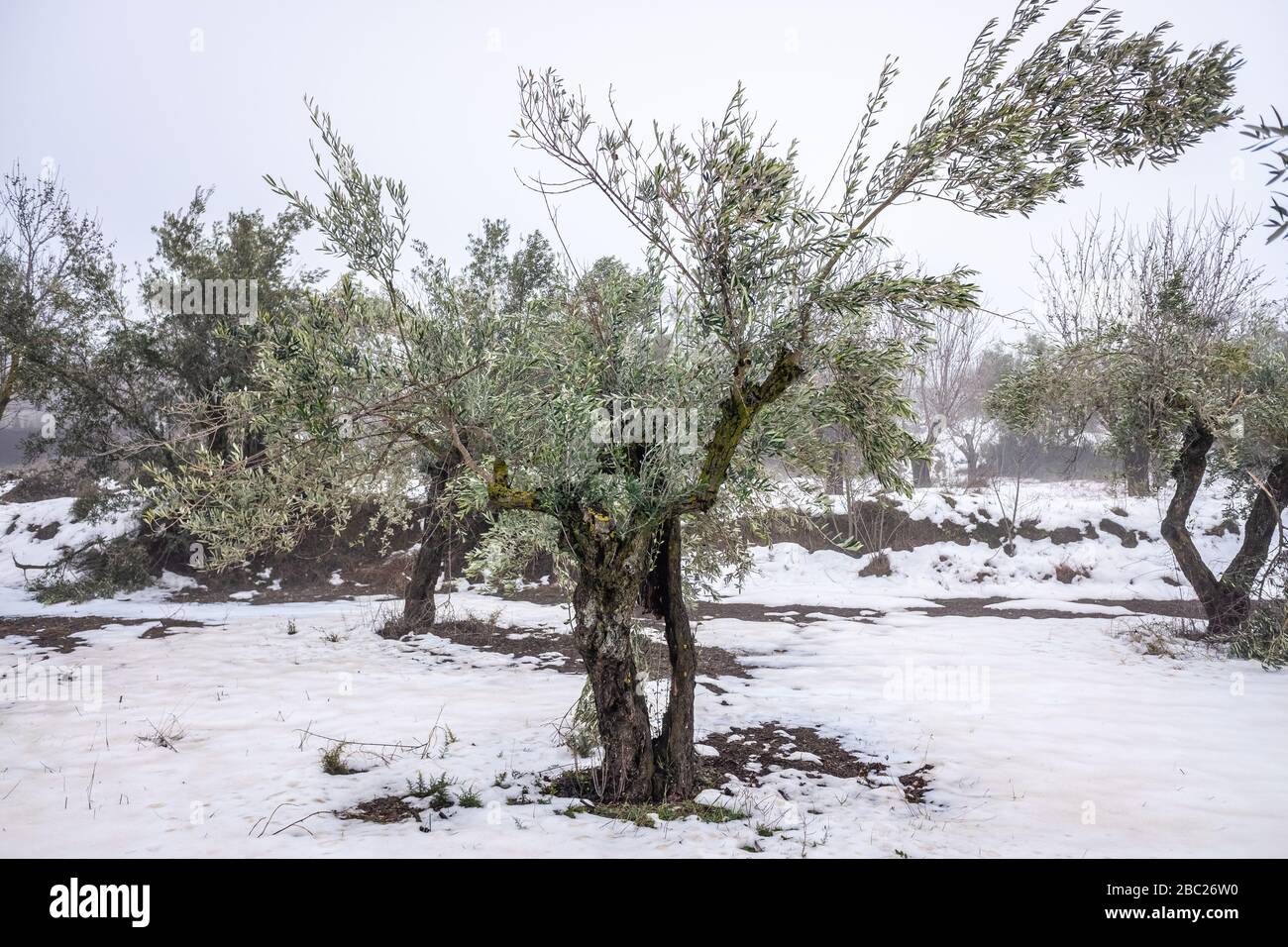 Field of snow-covered olive trees in Spain during winter Stock Photo ...