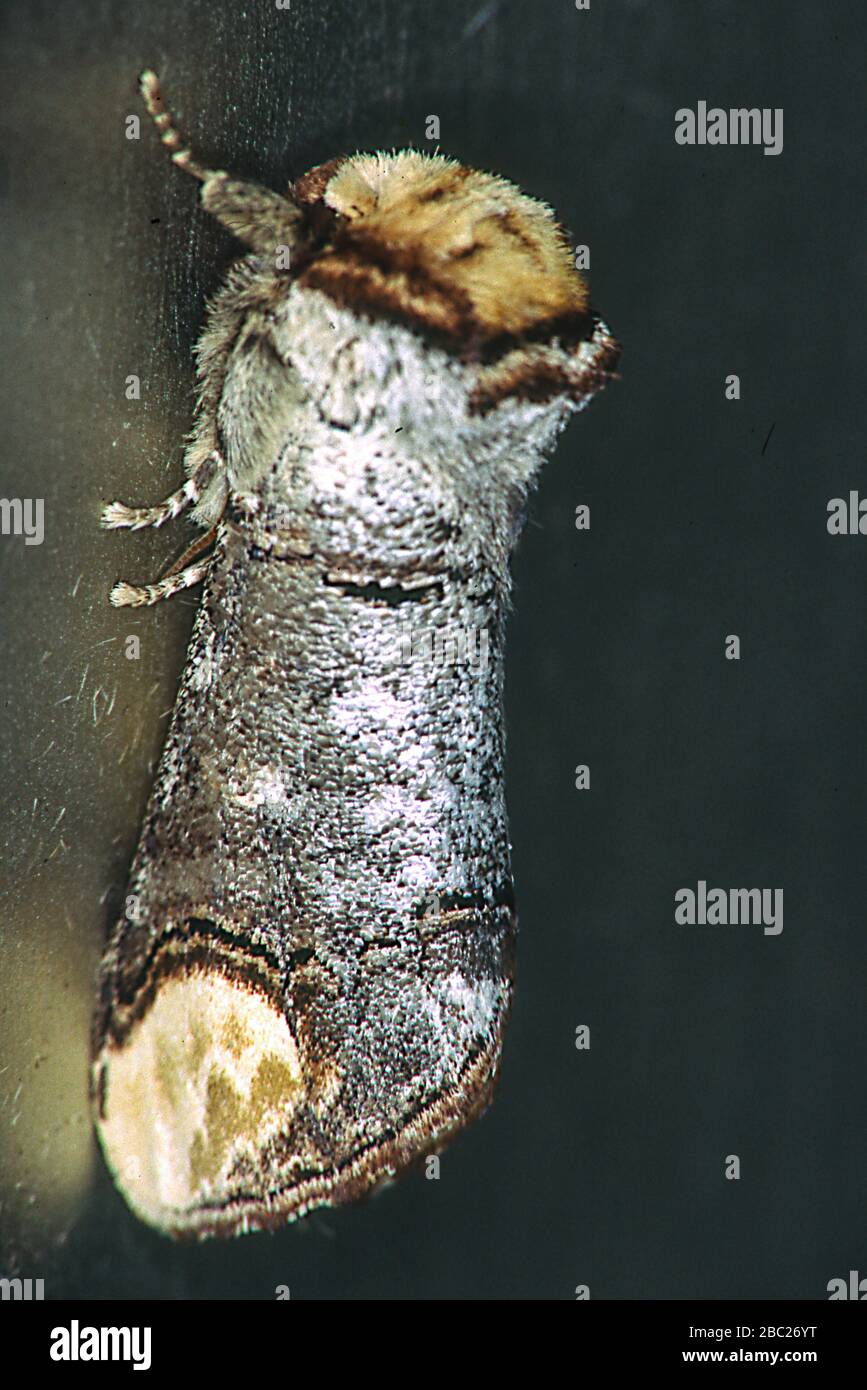 Moon spinner hi-res stock photography and images - Alamy