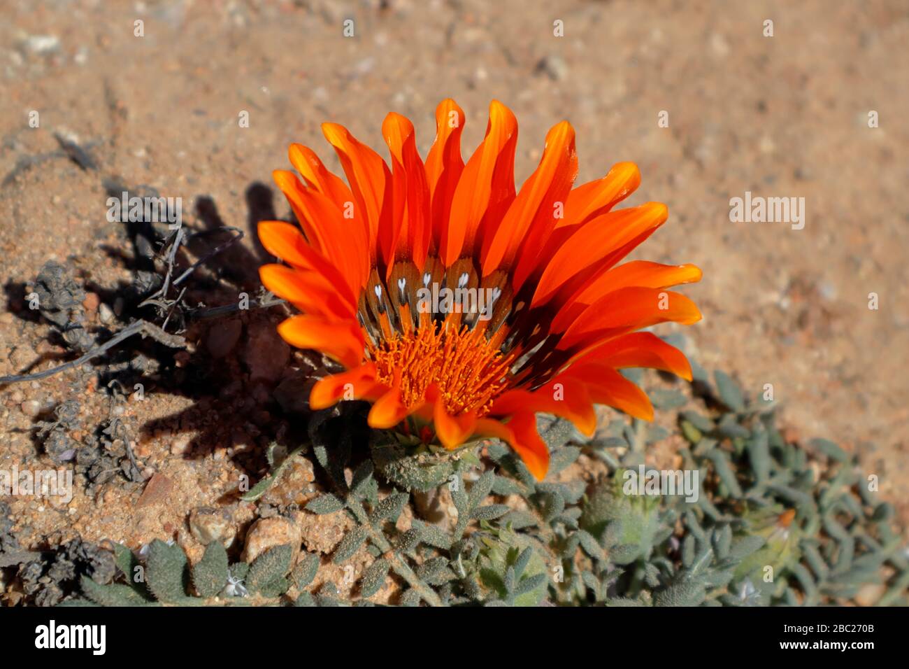 Landscapes and views of the prolific wild flower displays in the ...
