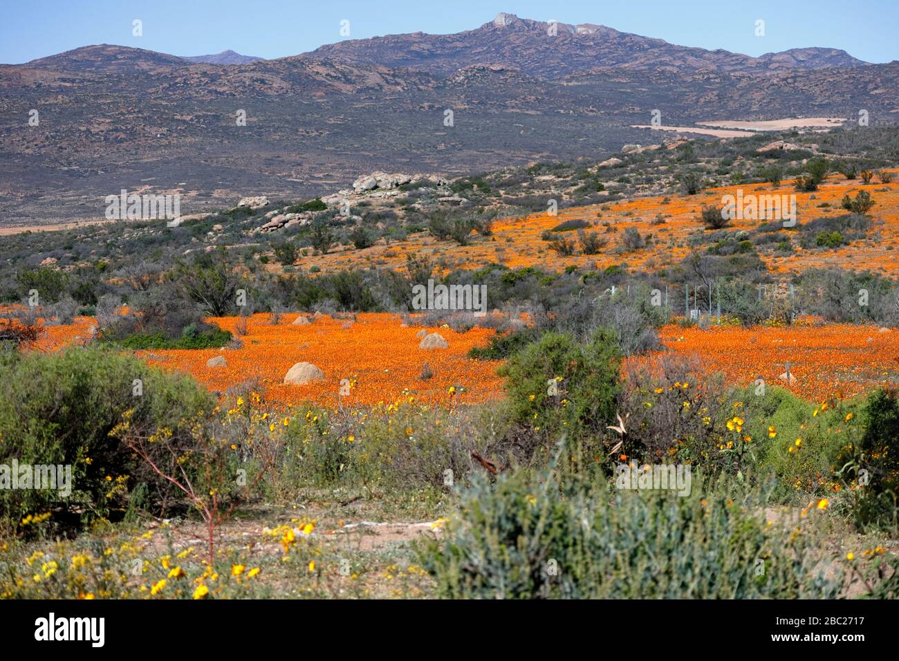 Landscapes and views of the prolific wild flower displays in the ...