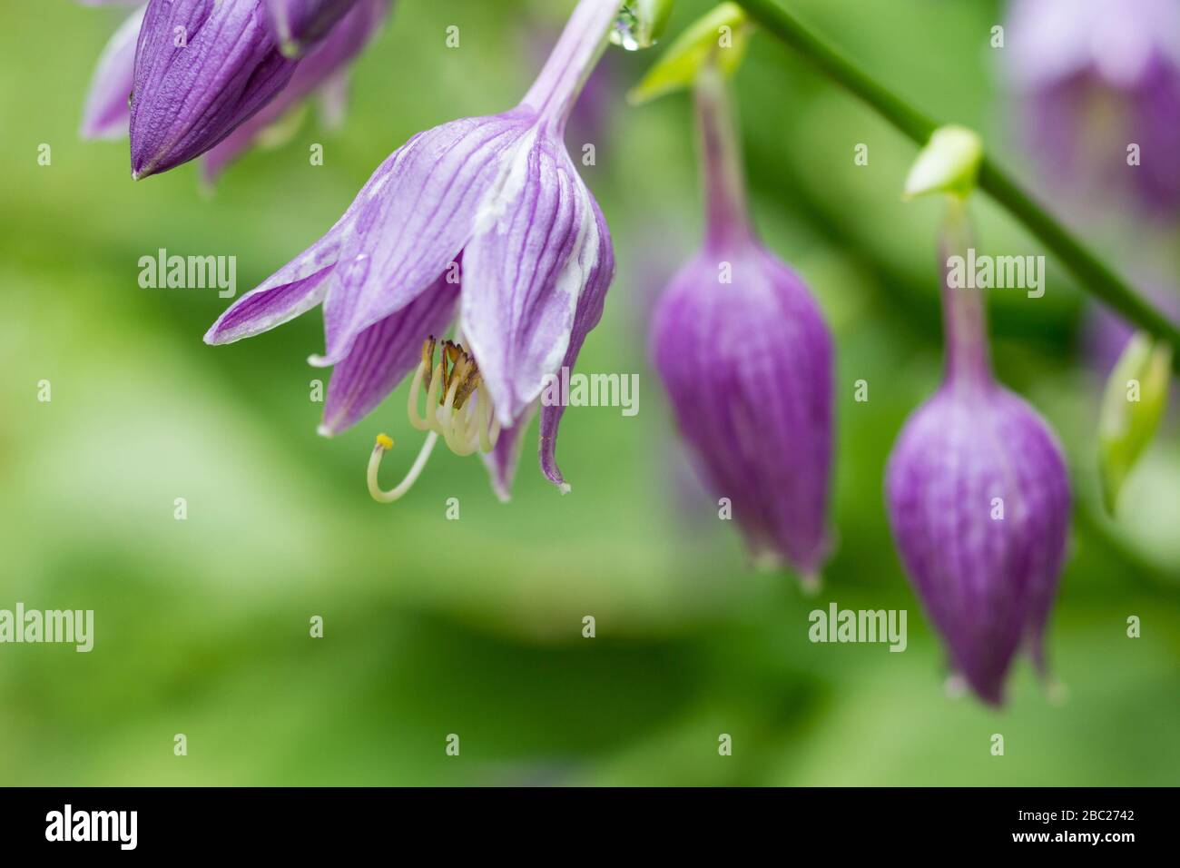 Purple Hosta High Resolution Stock Photography and Images - Alamy