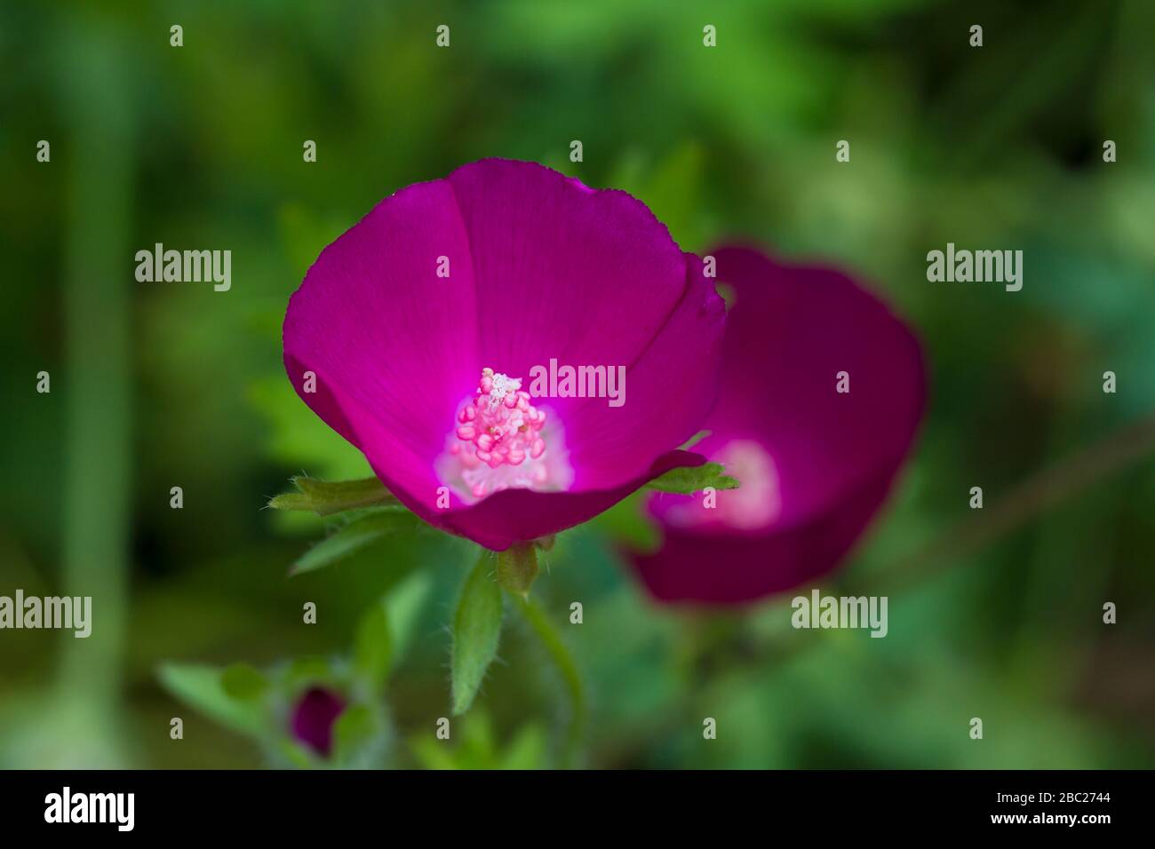 Purple poppy mallow callirhoe involucrata hi-res stock photography and ...