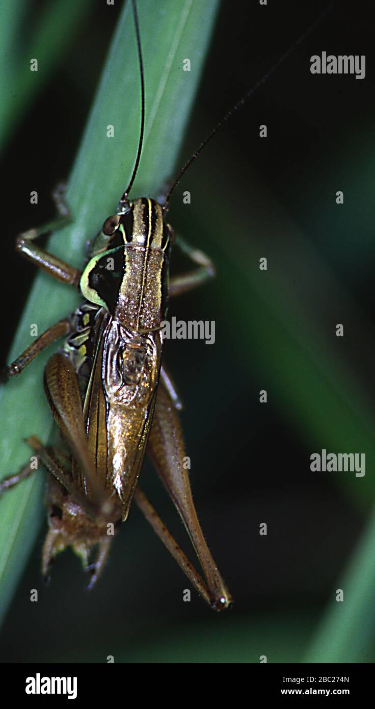 Bite fright hi-res stock photography and images - Alamy