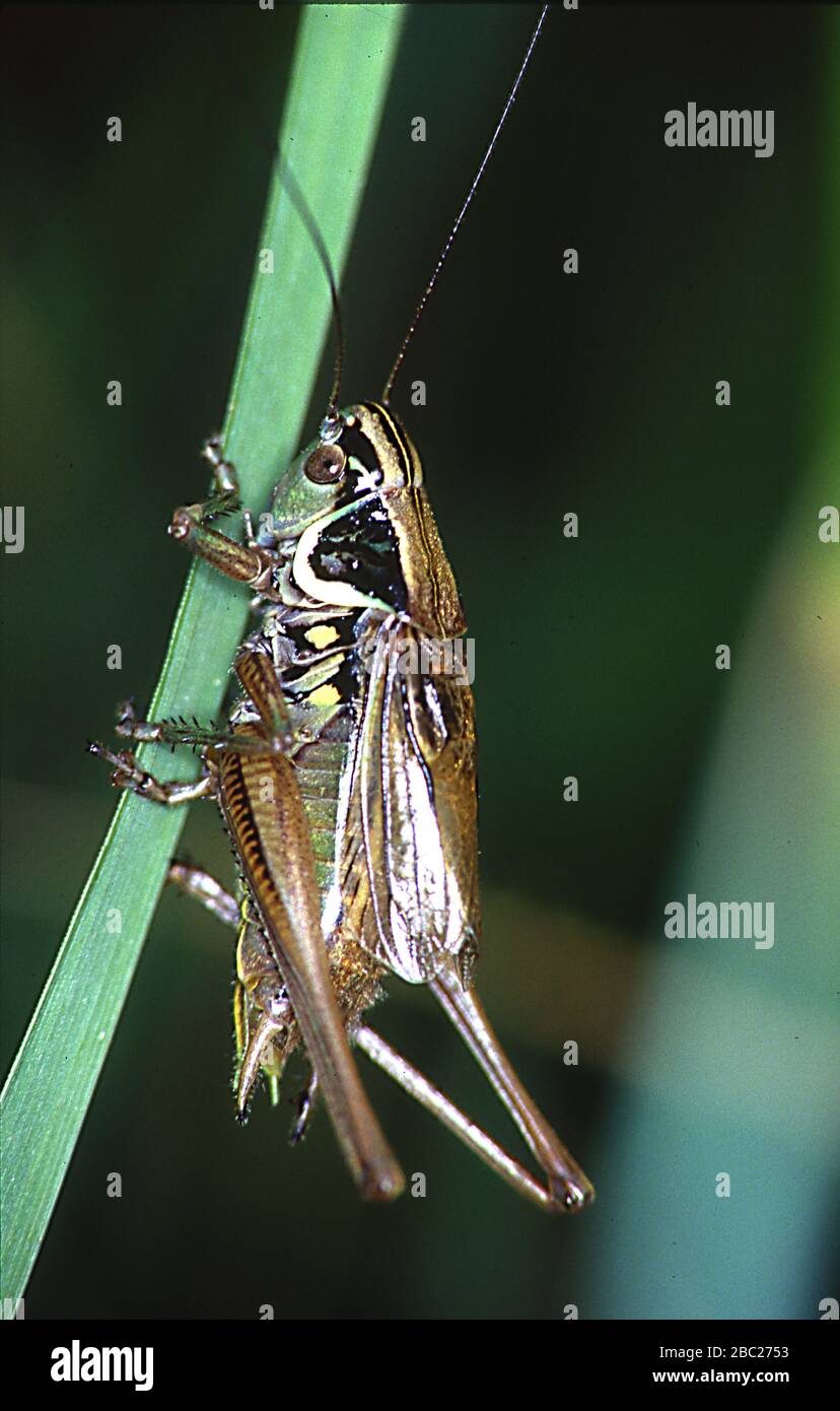 Grasshopper bite hi-res stock photography and images - Alamy