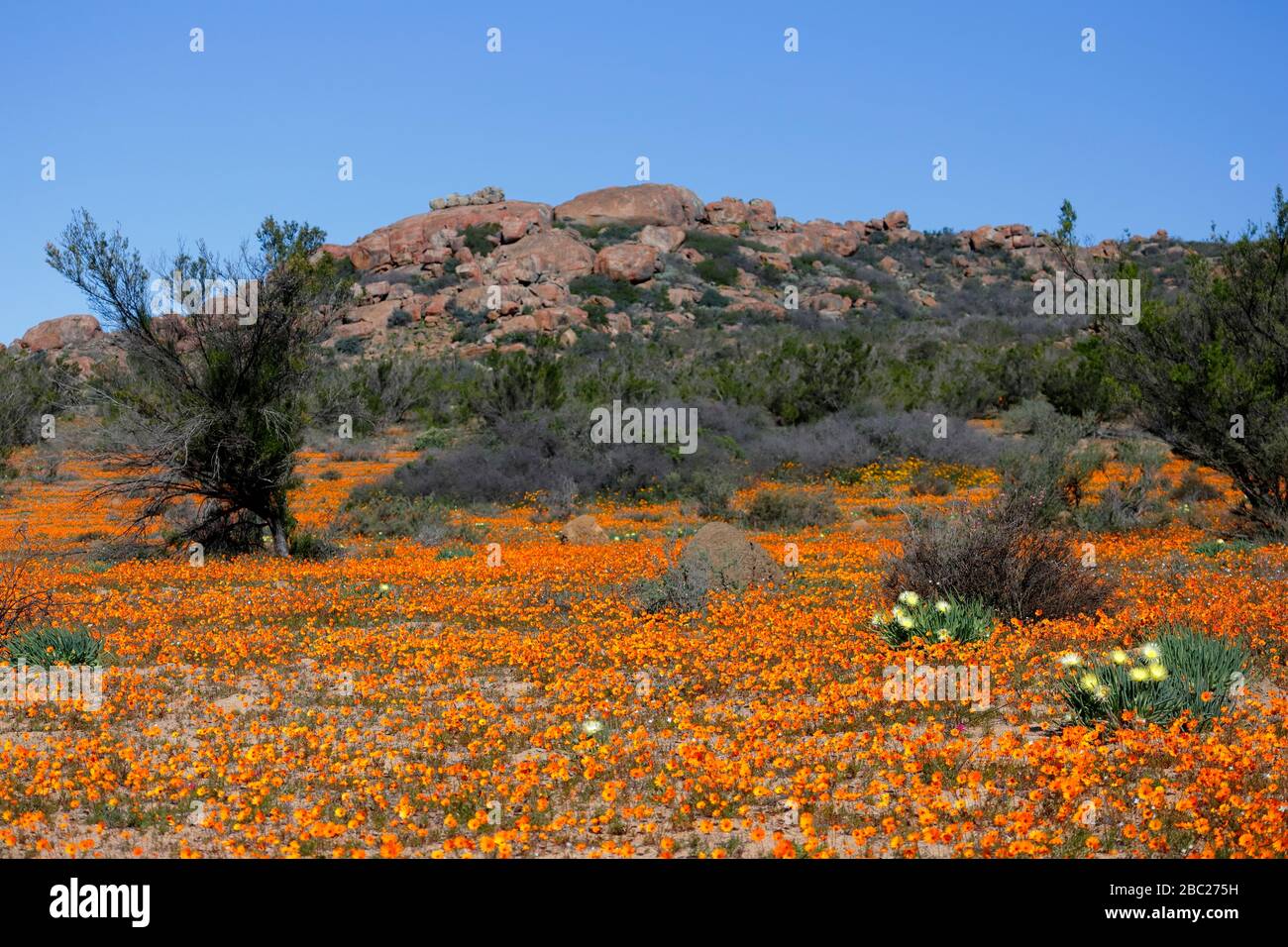 Landscapes and views of the prolific wild flower displays in the ...