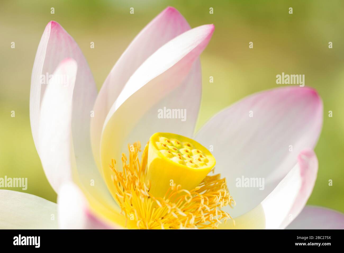 Indian lotus hi-res stock photography and images - Alamy