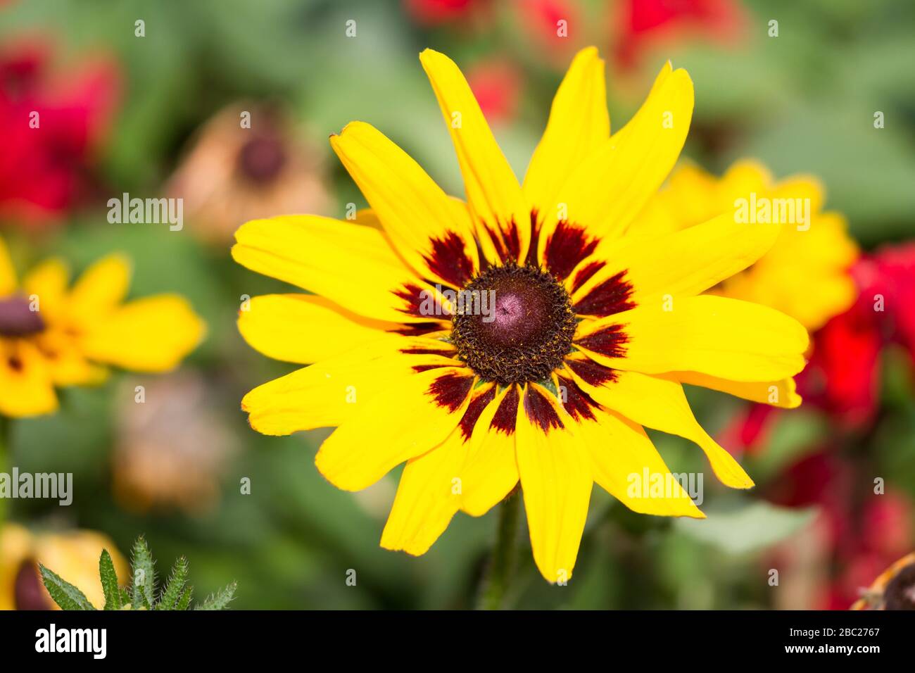 Echinacea paradoxa hi-res stock photography and images - Alamy