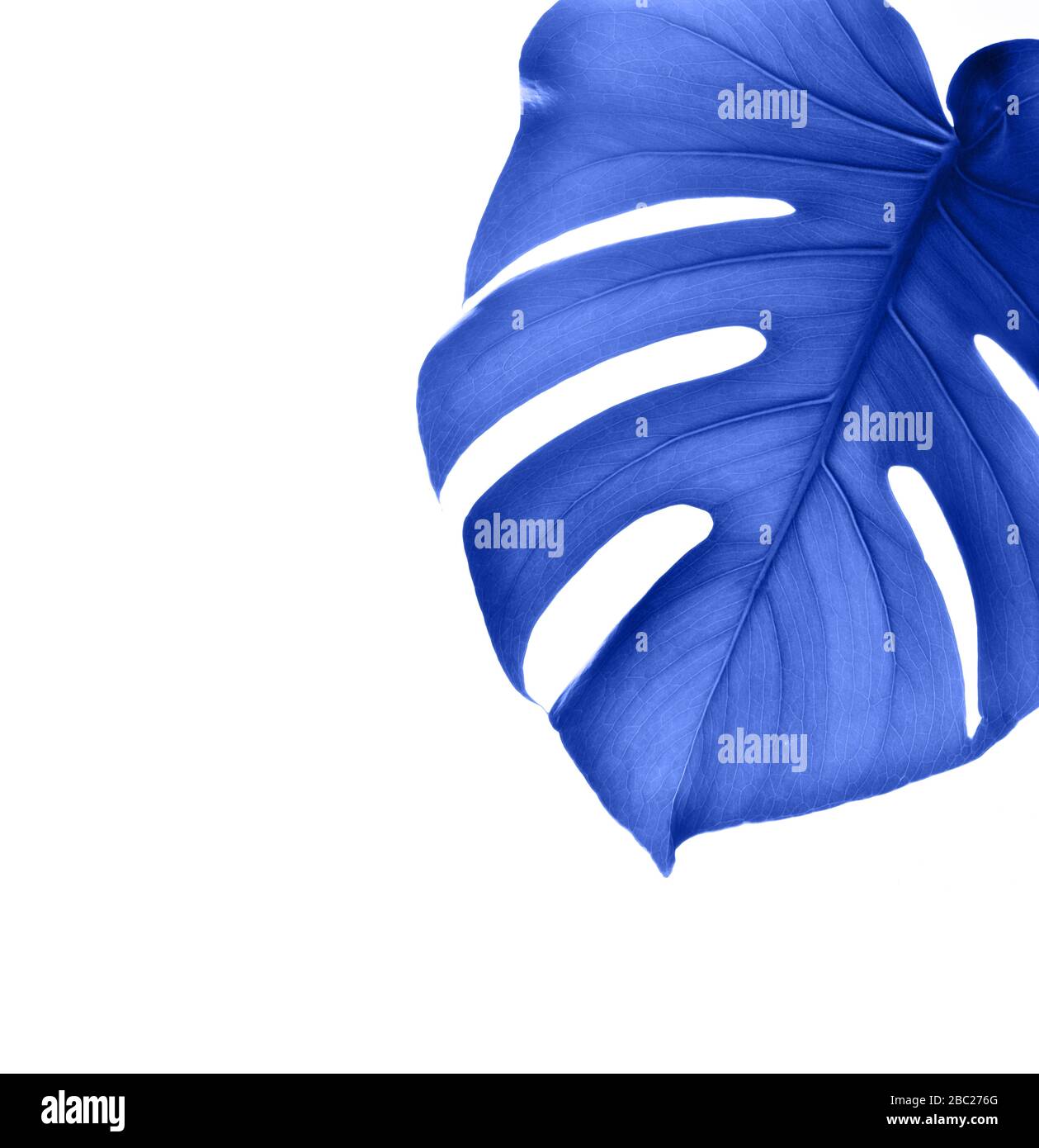 Tropical blue Monstera leaf isolated on pink background Stock Photo - Alamy