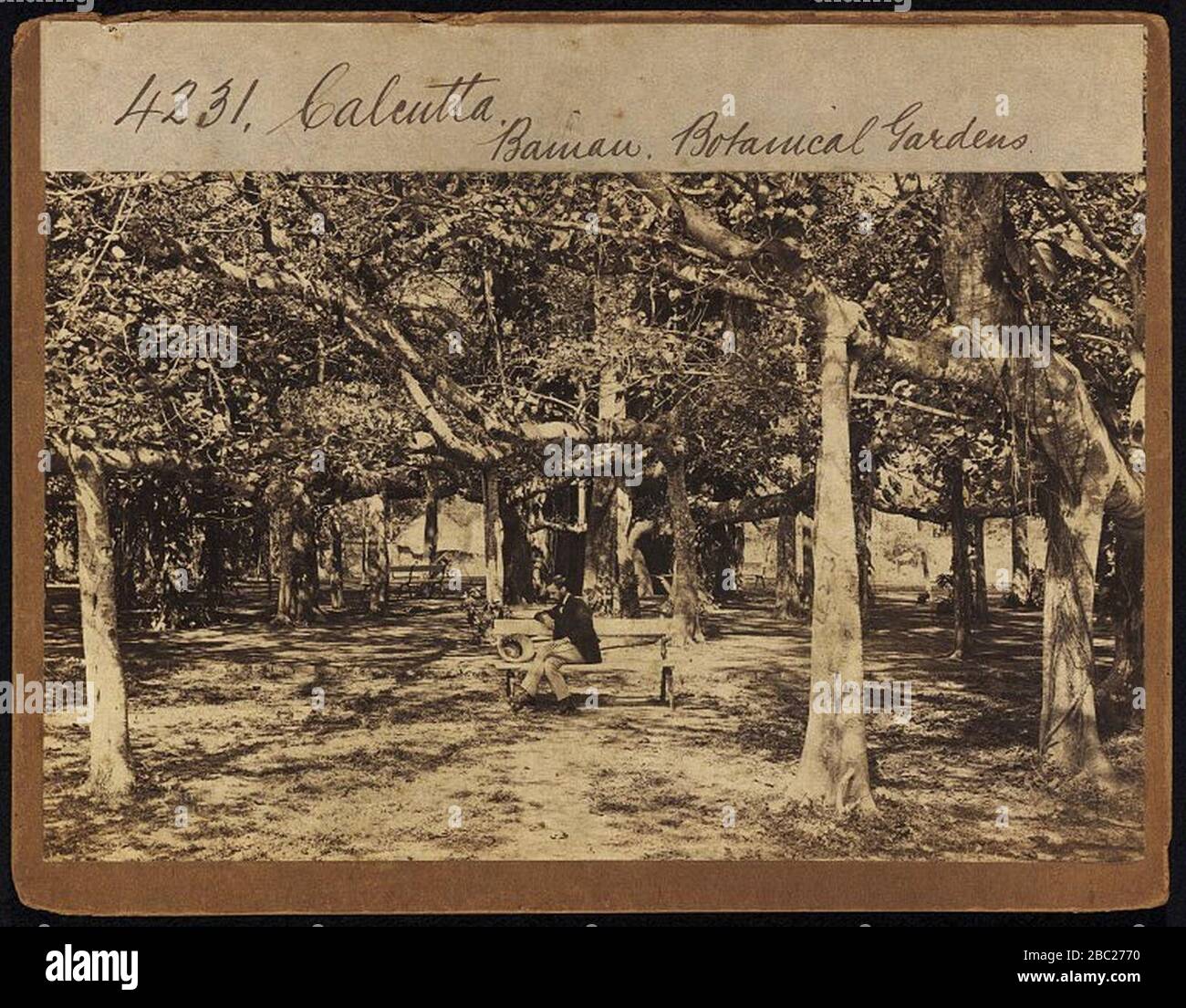 Great banyan tree howrah hi-res stock photography and images - Alamy