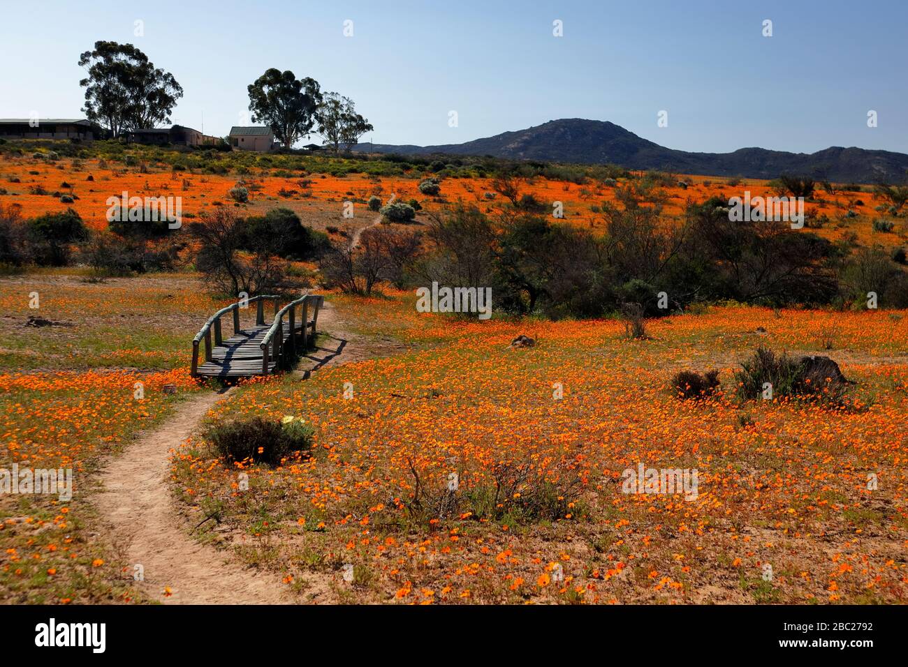 Landscapes and views of the prolific wild flower displays in the ...