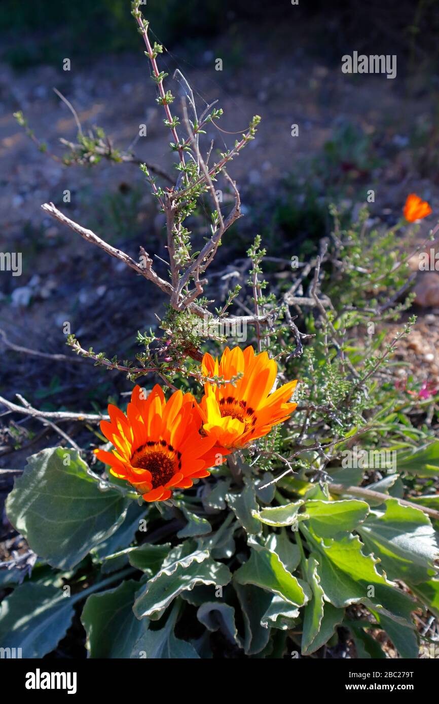 Landscapes and views of the prolific wild flower displays in the ...