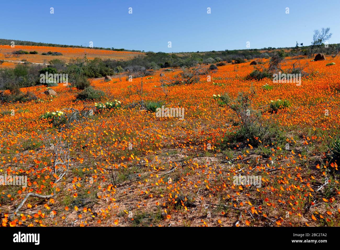 Landscapes and views of the prolific wild flower displays in the ...